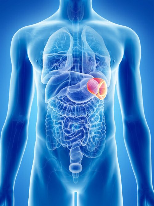 El bazo y sus funciones en el cuerpo - eurorecetas