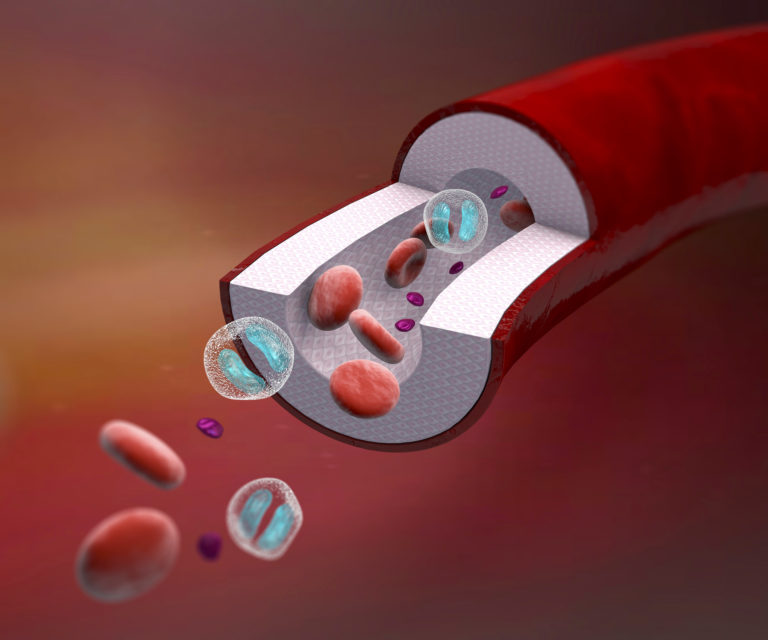 Funciones de la sangre en nuestro cuerpo - eurorecetas